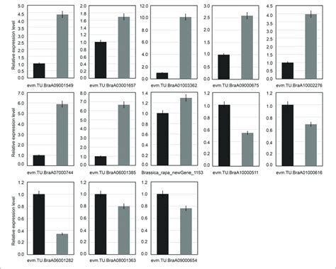 Verification Of Common Differentially Expressed Genes By Quantitative