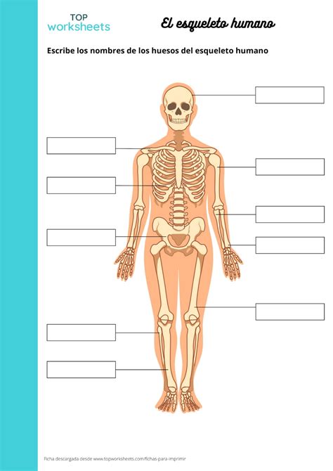 El Esqueleto Humano Ficha Para Imprimir Topworksheets