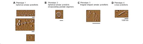 Tau K18 C291r Forms Linear And Annular Protofibrils Of Distinct Download Scientific Diagram