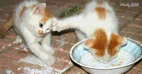 Two Cats And One Bowl Of Food Doesn T Jive See How These Cats Takes