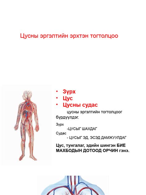 Цусны эргэлтийн эрхтэн тогтолцоо Pdf