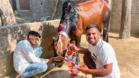 Apne Bail Ko Pyaara Bana Diya 🥰 Youtube