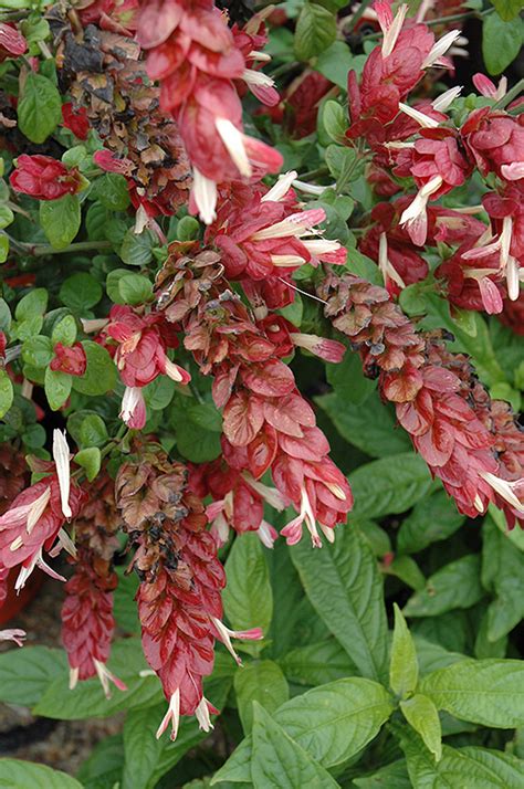 Shrimp Plant Justicia Brandegeana In Issaquah Seattle Bellevue Redmond Renton Sammamish