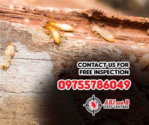 Dont Let Termites Compromise The Safety And Value Of Your Property