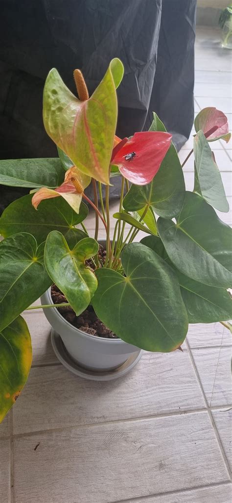 Insects Detection Object Detection Model By Hit