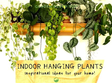 How To Grow Ginger Root In Water At Home Propagating Store Bought Ginger