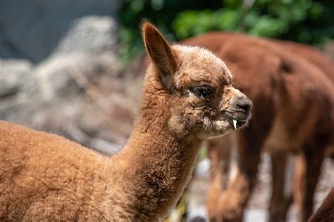 Alpaka Tierpark Bern