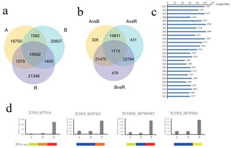 IJMS Special Issue Non Coding RNA Biogenesis And Function