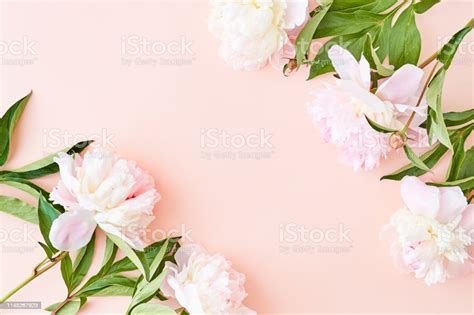 분홍색 배경에 밝은 분홍색 모란을 가진 편평한 레이 프레임 구도에 대한 스톡 사진 및 기타 이미지 구도 꼭대기 꽃 나무