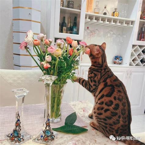助流浪猫吃饱饭助你们有个温暖的家 知乎