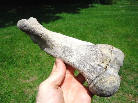 Rare Earless Seal Humerus With Bite Marks Recently Sold Fossils