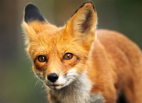 [백재권 칼럼] 권력이 깃들지 못한 ‘어린 여우상 이준석