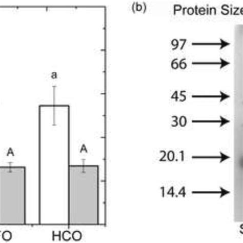 Effect Of Different Lipophilic Carbon Sources Supplemented With Rbh A