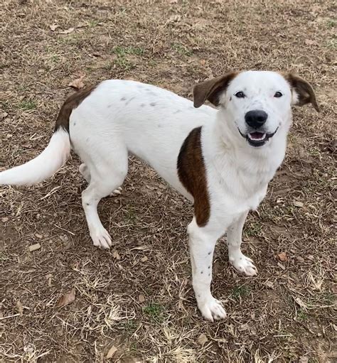 Dog For Adoption Cassidy A Jack Russell Terrier In Grundy County Tn