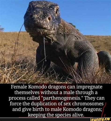 Parthenogenesis Memes Best Collection Of Funny Parthenogenesis