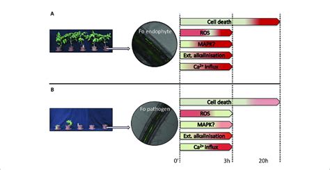 Schematic Representation Of Plant Responses Upon Fusarium Oxysporum