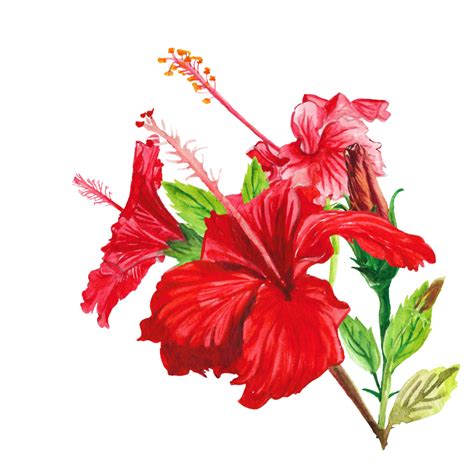 Watercolor Hibiscus Flower Hand Drawn Floral Element Red Blossom