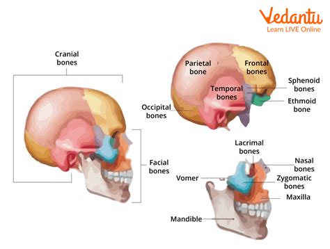 Which Of The Skull Bones Are Movable Skeletal System