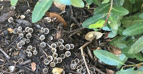 Birds Nest Fungi Album On Imgur