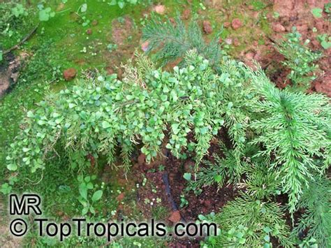 Asplenium Viviparum Asplenium Daucifolium Common Name Mother Fern