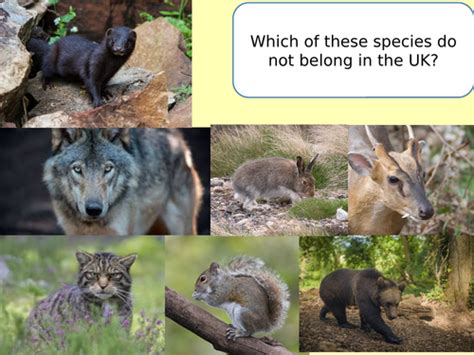 Ks4 Biology Classification And Biodiversity Teaching Resources
