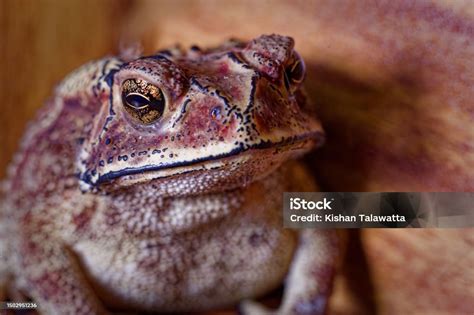 Katak Makro Umum Asia Spined Hitam Asia Kodok Asia Berkacamata Hitam