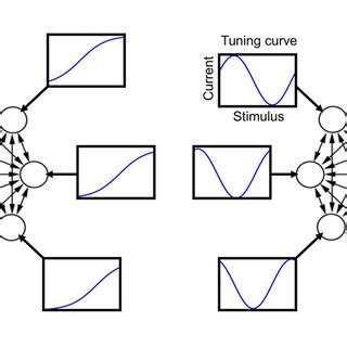 The Adaptation Mechanism By Which Tuning Curves Of Neurons Are Download Scientific Diagram