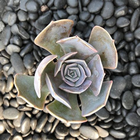 Echeveria 'Pollux' (2" Pot) | Little Prince To Go