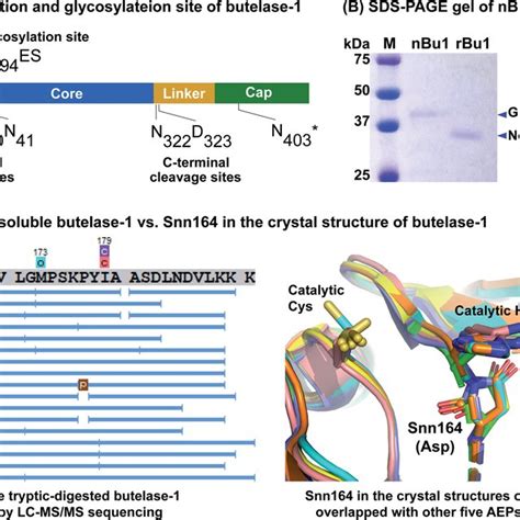 Isolation Of Butelase 1 From C Ternatea Shoot Extracts A Ligase Download Scientific Diagram