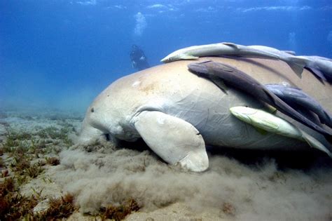 Remora Ocean Treasures Memorial Library