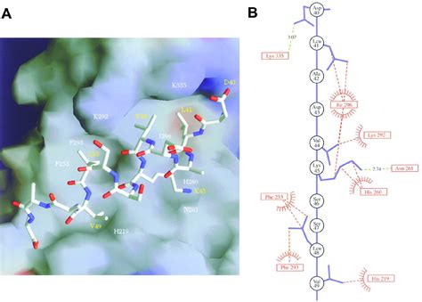 Crystal Structure Of A β Catenintcf Complex Cell