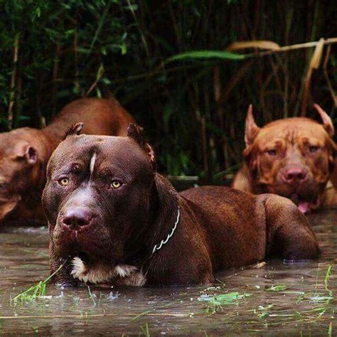 Are Pitbulls Good Hunting Dogs