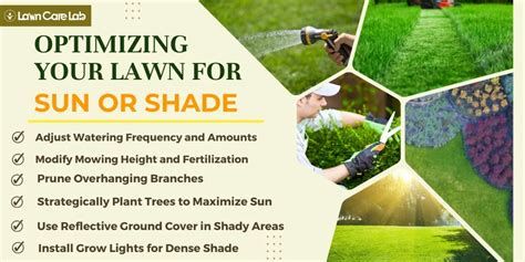 Assess Choose Care Optimizing Your Lawn For Sun Or Shade
