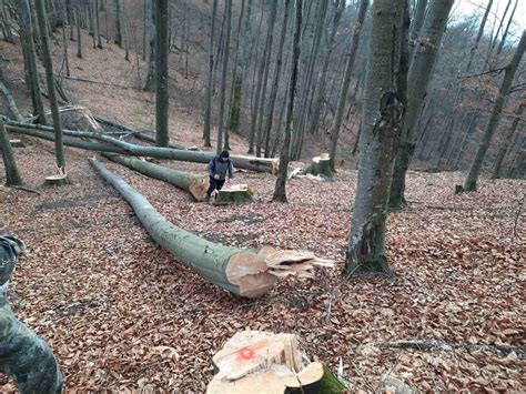 Хустський лісгосп відшкодовує понад мільйон гривень за незаконну вирубку лісу Закарпаття 24