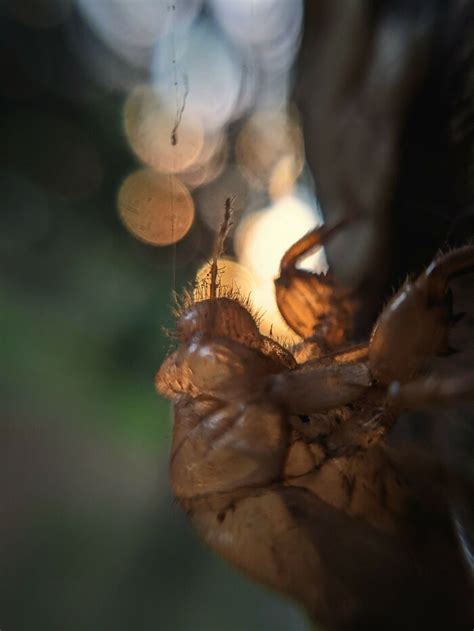 Hey Pandas Post Your Best Macro Photos That You Took Closed Bored