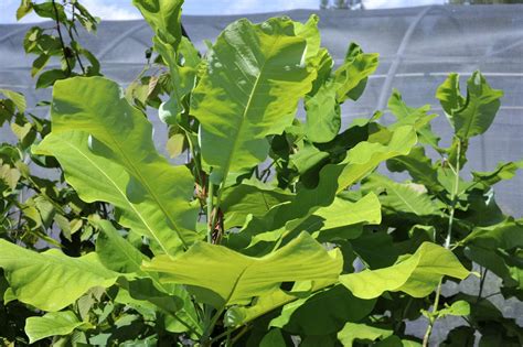Different Types Of Magnolia Trees And Shrubs