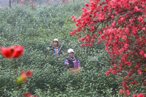 湖南常宁：清明时节采茶忙 人民图片网