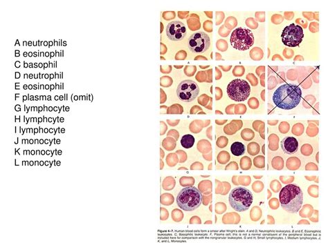 Leukocytes Histology