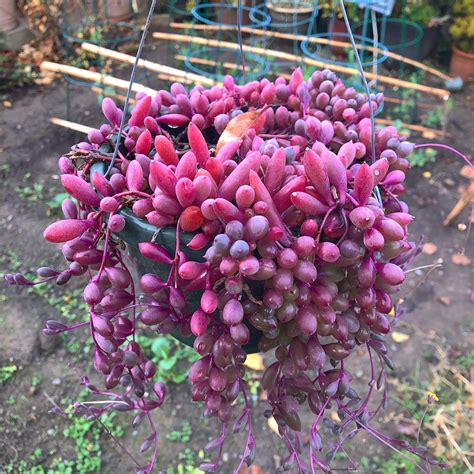 Purple Ruby Necklace R Succulents