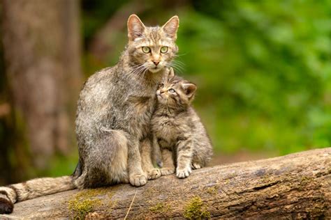 Kot Czarnołapy Zagrożony Gatunek Z Afryki Kotypl