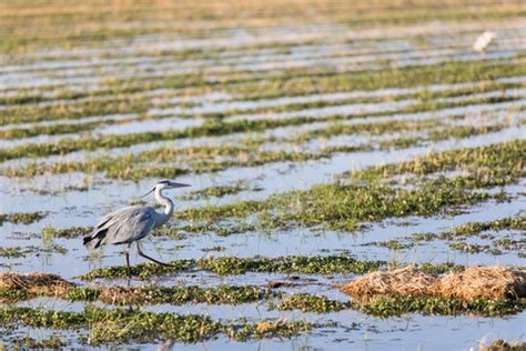Avistamiento de aves en el Parque Natural de l Albufera Artículo blog