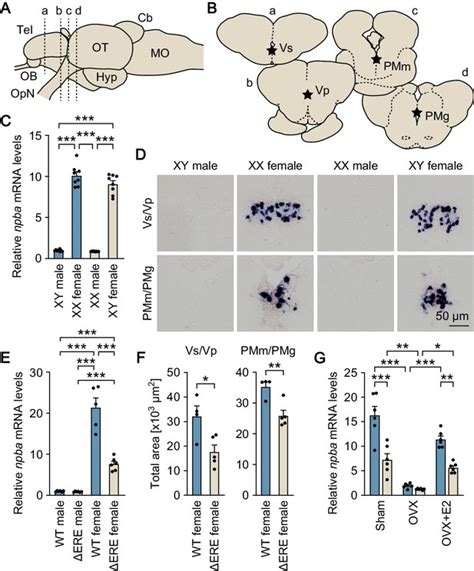 Figures And Data In Neuropeptide B Mediates Female Sexual Receptivity In Medaka Fish Acting In