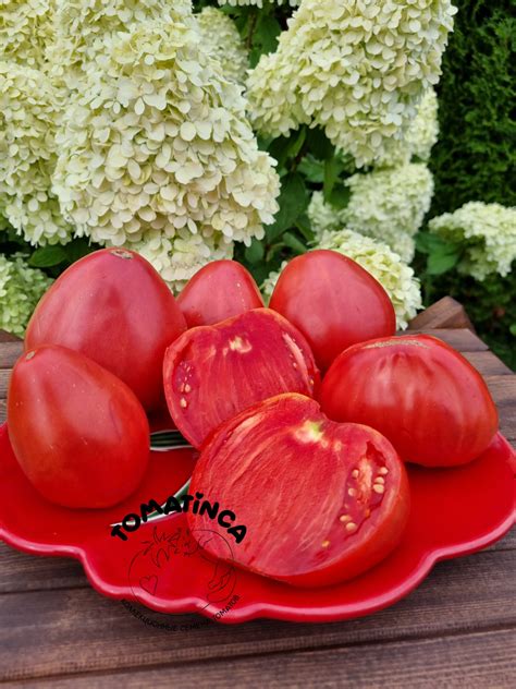 Вельможа – Tomatinсa.ru