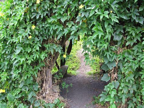 Cultivo De Luffa Guía Completa Variedades Y Usos De La Esponja Vegetal