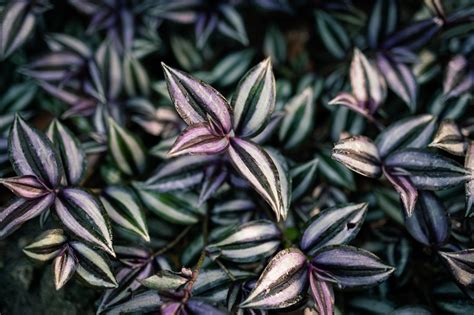 Climate Zones Of Seychelles Different Climate Regions Of Seychelles