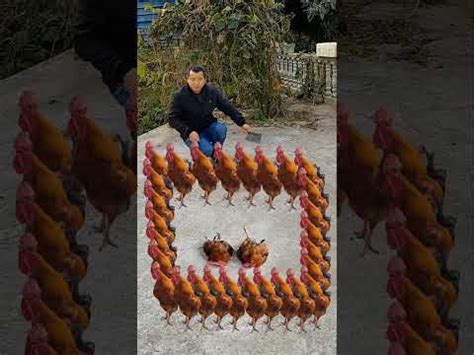 The Big Rooster That Has Been Trained For A Long Time Is Waiting To Be