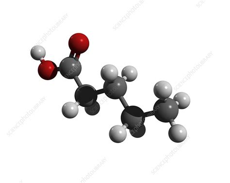 Valeric Acid Structure Pentanoic Acid Molecule Structure Stock Vector