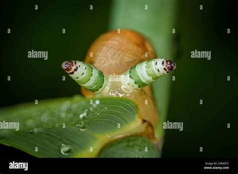 A Zombie Snail Infected With A Parasite Leucochloridium Paradoxum
