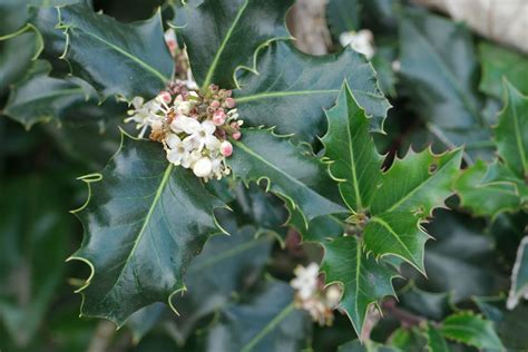 Ilex Aquifolium