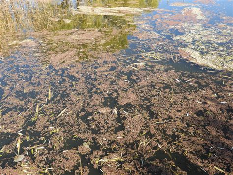 2024年1月6日 土 ホテイアオイオオフサモ 181kg 防除 せせらぎ池の生物多様性保全活動植物